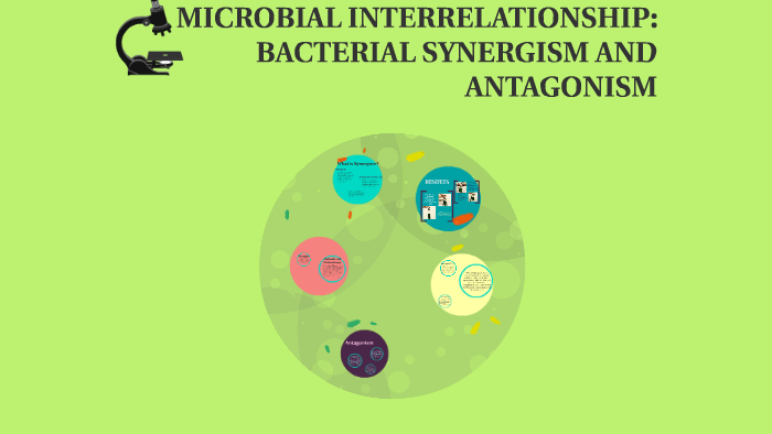MICROBIAL INTERRELATIONSHIP: BACTERIAL SYNERGISM AND ANTAGON by Andrea ...