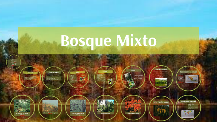 Bosque Mixto by Kristal Cruz on Prezi