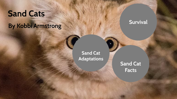 Sand Cat Adaptations | atelier-yuwa.ciao.jp