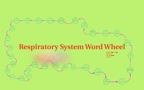 Respiratory System Word Wheel by Shalom O on Prezi