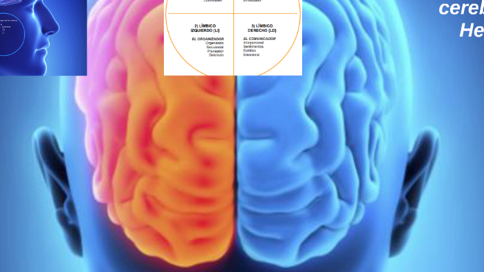 Modelo de los cuadrantes cerebrales de Hermann by ROB ALGALA on Prezi