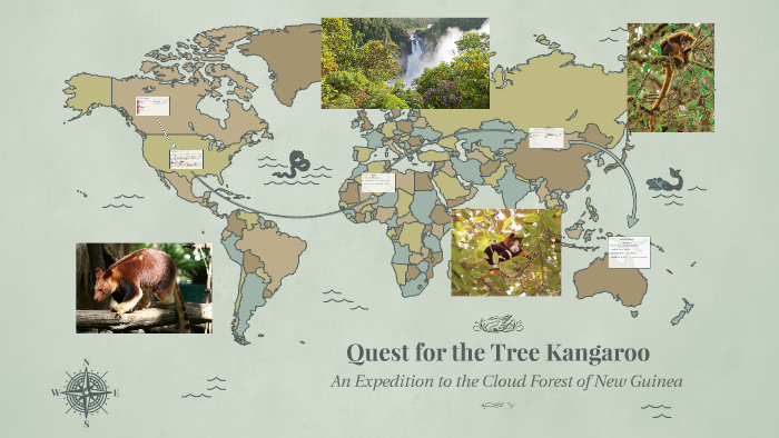 Quest for the Tree Kangaroo by Stephanie Howard on Prezi