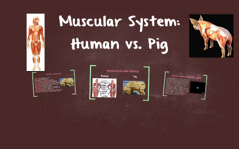 Muscular System: Human vs. Pig by Alexia Pinösch on Prezi