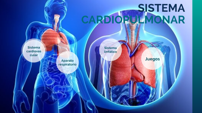 El sistema cardiopulmonar by Andrea García on Prezi