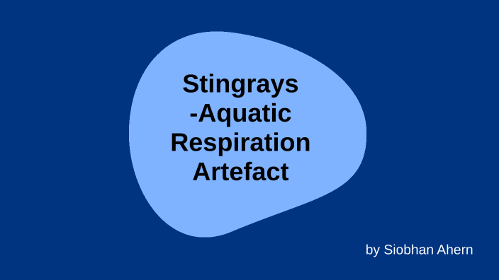 Sting Rays by Siobhan Ahern on Prezi