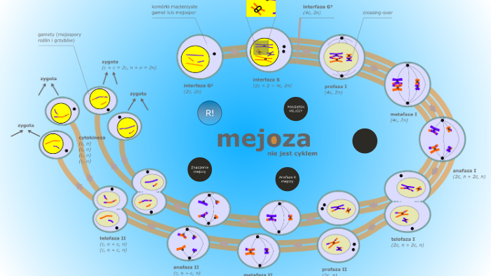 Mejoza by Hucu on Prezi