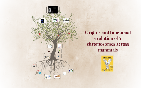 Origins and functional evolution of Y chromosomes across mam by ...