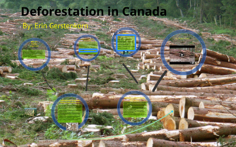 Deforestation in Canada by Erin Gerstenkorn on Prezi