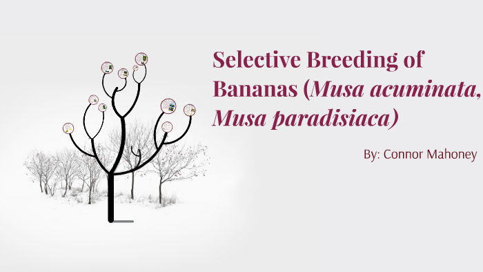 Selective Breeding of Bananas by Connor Mahoney on Prezi