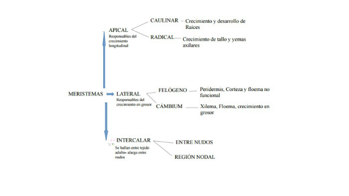 Diagrama De Meristema Intercalar Esquematizacion By Ian Muñoz On