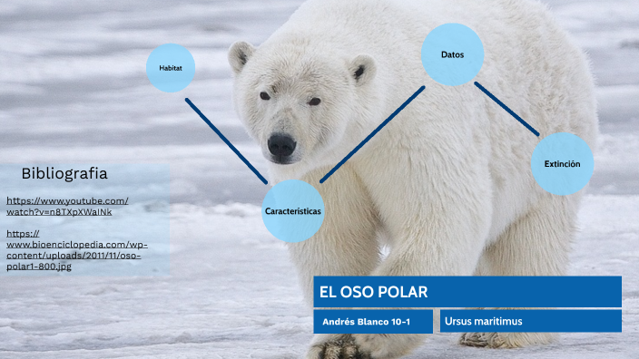 El oso polar by Andres Blanco on Prezi