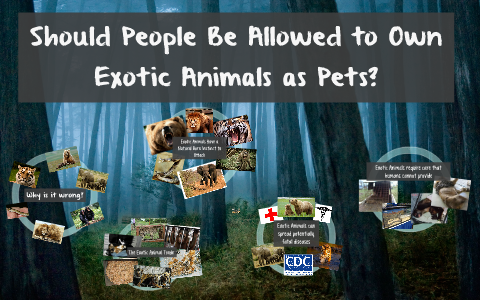 Should People Be Allowed to Own Exotic Animals as Pets? by Sarah ...