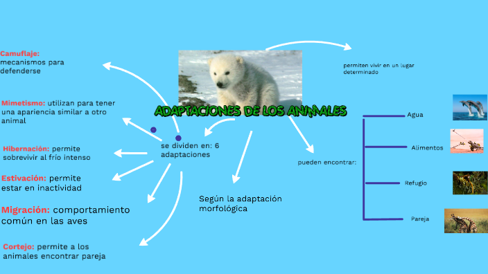 Adaptaciones de los Animales by Aylin Fabrega Rueda on Prezi