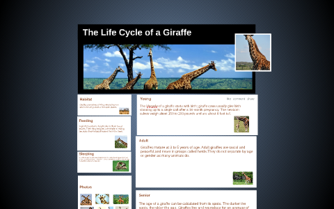 The Life Cycle of a Giraffe by Ivy Collins on Prezi