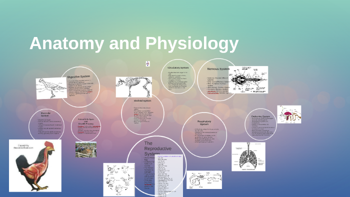 Anatomy and Physiology by Amy Allen on Prezi