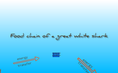 FOOD CHAIN of a great white shark by joseph bitonte on Prezi