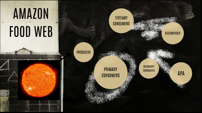 Amazon Rainforest FOOD WEB by Matias Umaña - Speedcuber on Prezi
