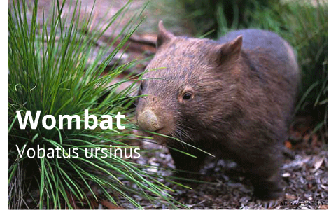 Wombat Research Project by erin dobson on Prezi