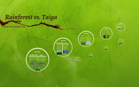 Rainforest vs. Taiga by Evan Albert on Prezi