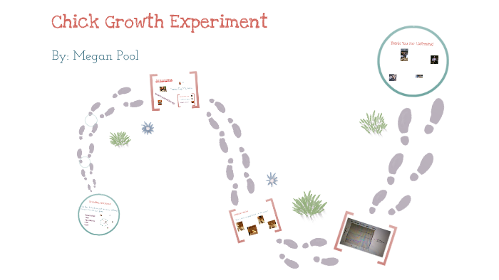 Chick Growth Experiment by Megan Pool on Prezi