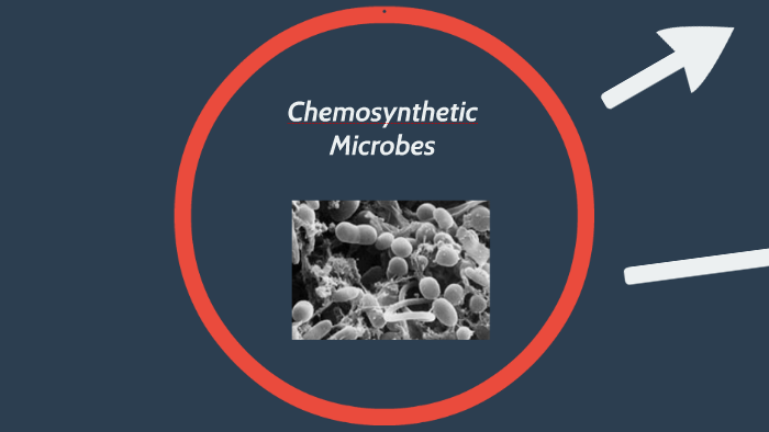 7.02 Part 2: Exploring the Abyss Food Web by Isabel Layne on Prezi