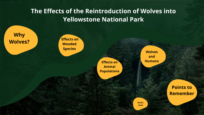 The Effects of the Reintroduction of Wolves into Yellowstone National ...