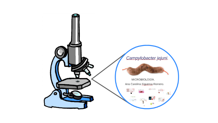 Campylobacter jejuni. by Carolina Figueroa on Prezi