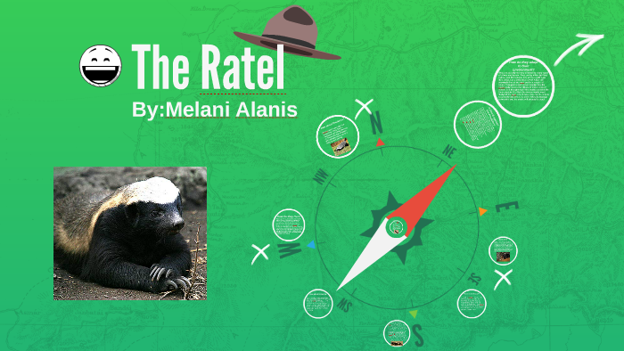 The Ratel by Melani Alanis on Prezi