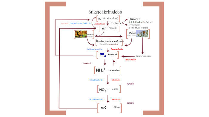 Stikstof kringloop by I Sol on Prezi