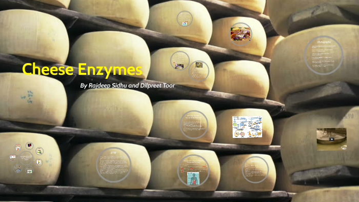 Cheese Enzymes by Rajdeep Sidhu on Prezi