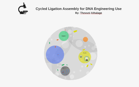 Cycled Ligation Assembly for DNA Engineering Use by Thevuni Athalage on ...