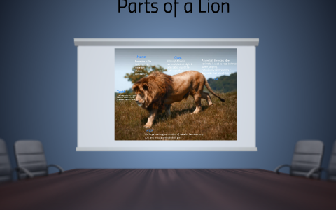 Parts of a Lion by Collin Cummings` on Prezi