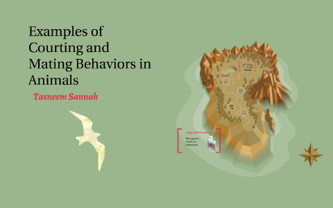 Examples of Courting and Mating Behaviors in Animals by Tasneem Sannah ...