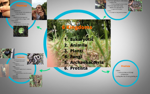 Gallo's Minions: Biology Project by Chico Kora on Prezi
