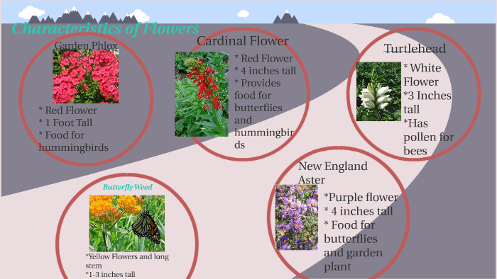 Characteristics Of Common North Eastern Flowers - Elementary Grades by ...