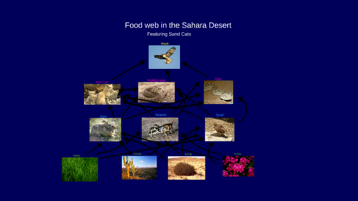Food web of the Sahara Desert by Tiegan Duncan on Prezi