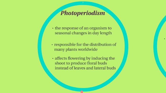Photoperiodism in Plants vs. Circadian Rhythms in Animals by Sarah ...