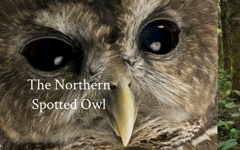 Northern Spotted Owl by Stephen Harber on Prezi