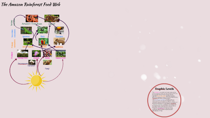 The Amazon Rainforest Food Web by Santonya Mathis on Prezi