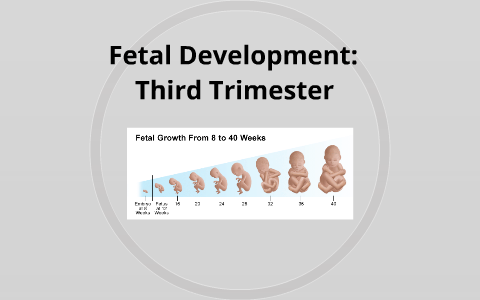 Fetal Development: Third Trimester by Arike Jacobs on Prezi