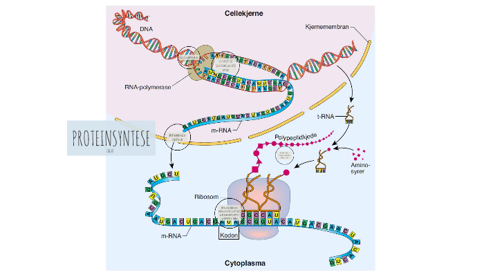 PROTEINSYNTESE by Frida Abildgaard on Prezi