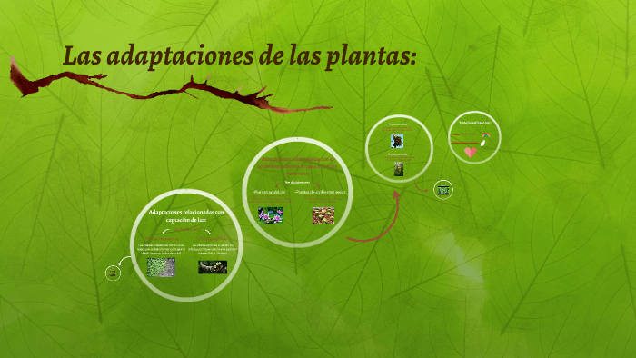 Las adaptaciones de las plantas: by Aroa Lavado Martín
