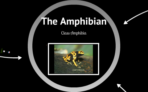 AMPHIBIANS by Sahra Yusuf on Prezi
