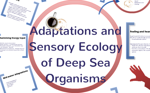 Adaptations of Deep Sea Organisms by Emma Moore on Prezi