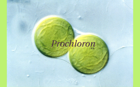 Prochloron by Beca Pacheco