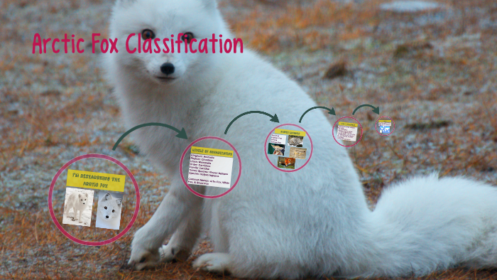 Arctic Fox Classification by Cameron McCutchen on Prezi