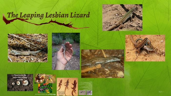 The Leaping Lesbian Lizard by Sabrina Caruso on Prezi