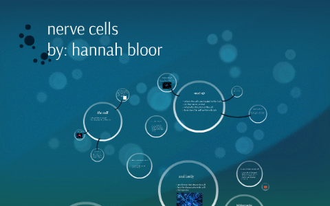 nerve cells by hannah bloor on Prezi