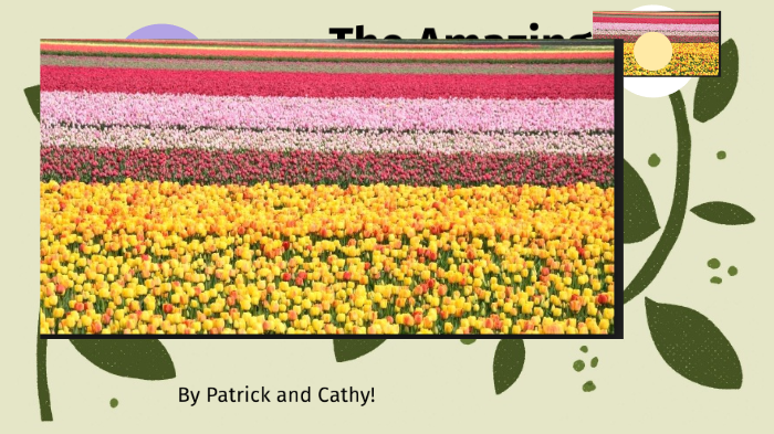 The Amazing Heart! by Patrick Ocfemia on Prezi