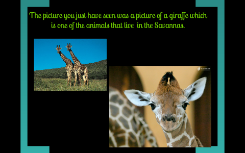 the wonder of savanna's by alice price on Prezi
